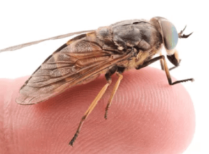 Come allontanare i tafani | Alcuni consigli per allontanarli